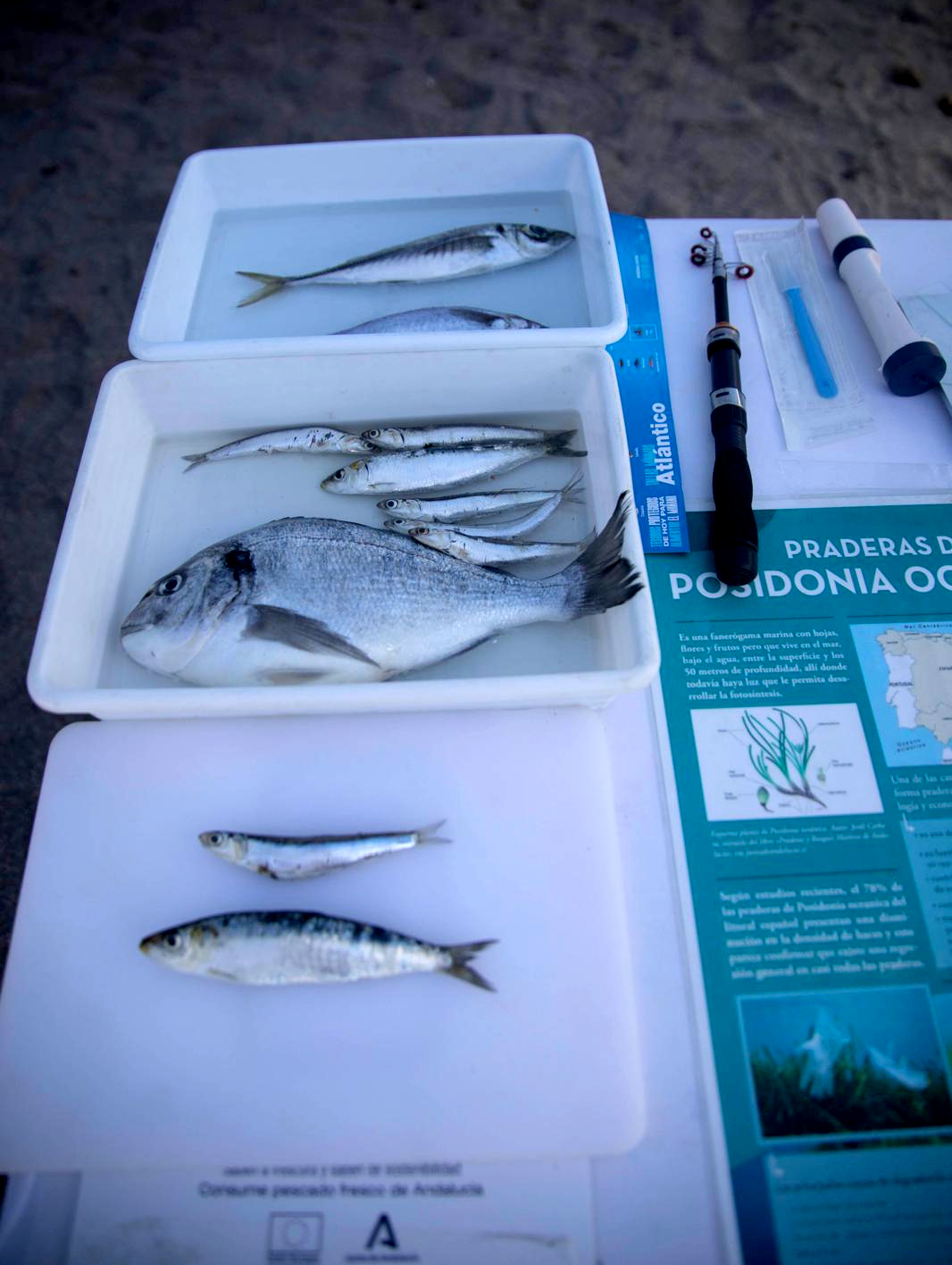 Andalucía, mares que saben’ encara sus últimos días en las playas ...